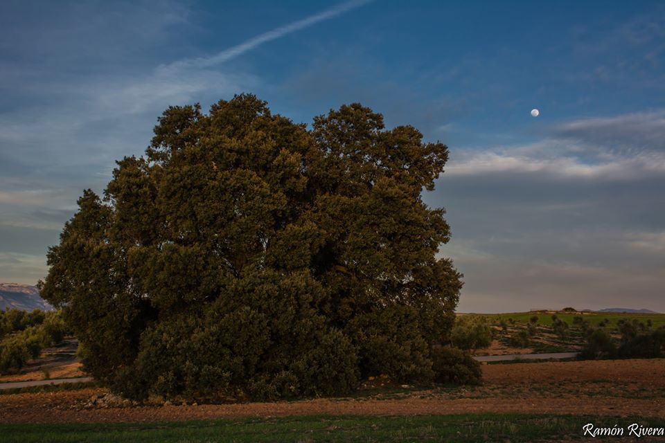Encina milenaria – Cabra del Santo Cristo
