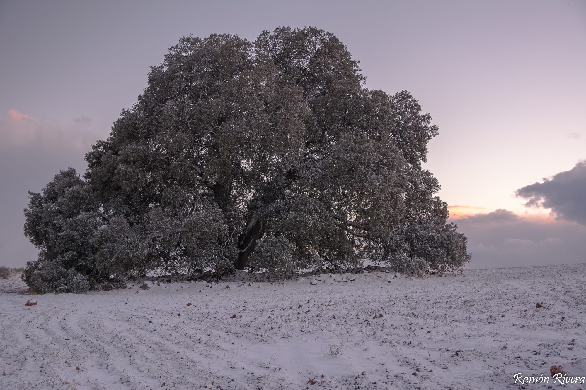 La Encina Milenaria, icono de nuestro patrimonio natural – Cabra del ...